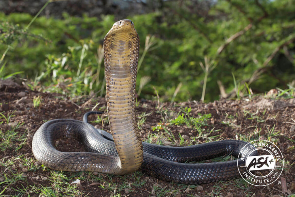 Brown Forest Cobra - African Snakebite Institute