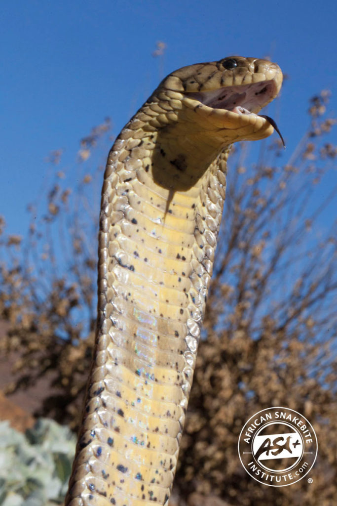 Forest Cobra - African Snakebite Institute