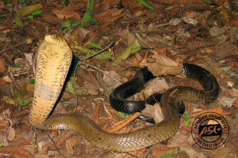 Forest Cobra - African Snakebite Institute