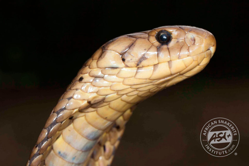 Forest Cobras - African Snakebite Institute