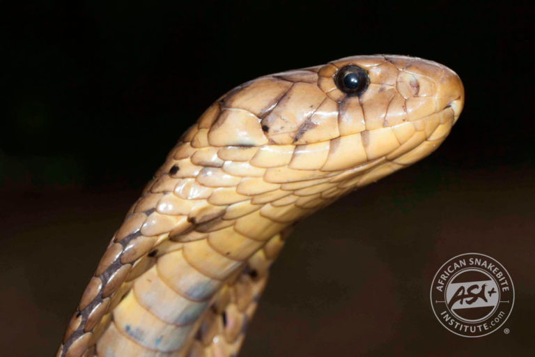 Forest Cobra - African Snakebite Institute