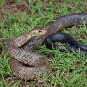 Brown Forest Cobra - African Snakebite Institute