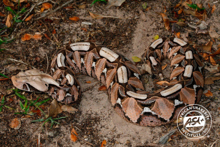 Gaboon Adder - African Snakebite Institute