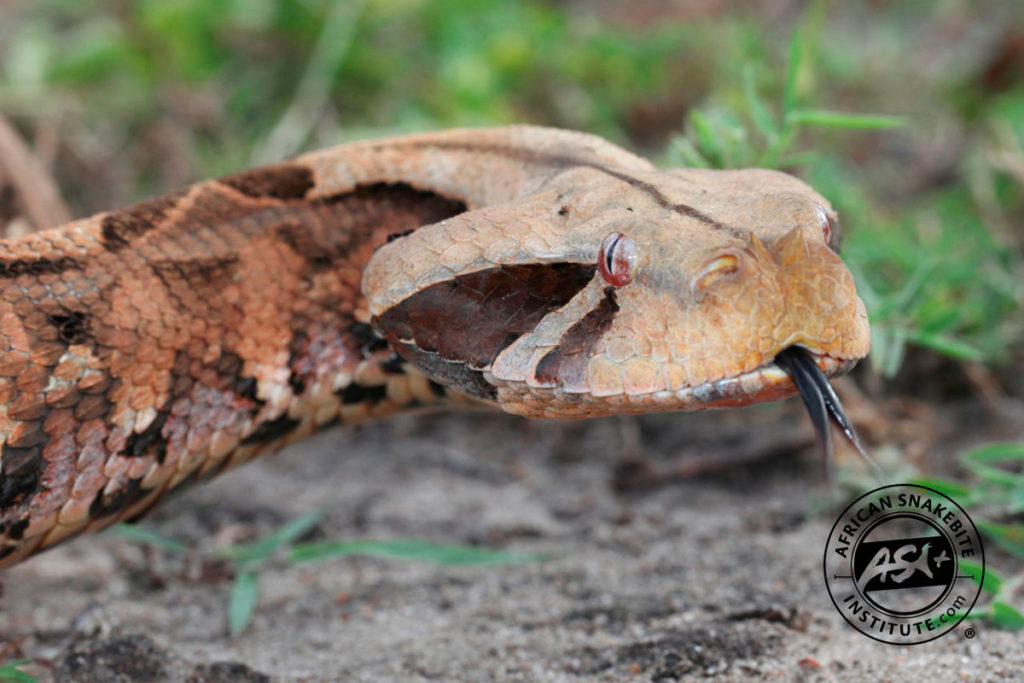 Gaboon Adder - African Snakebite Institute