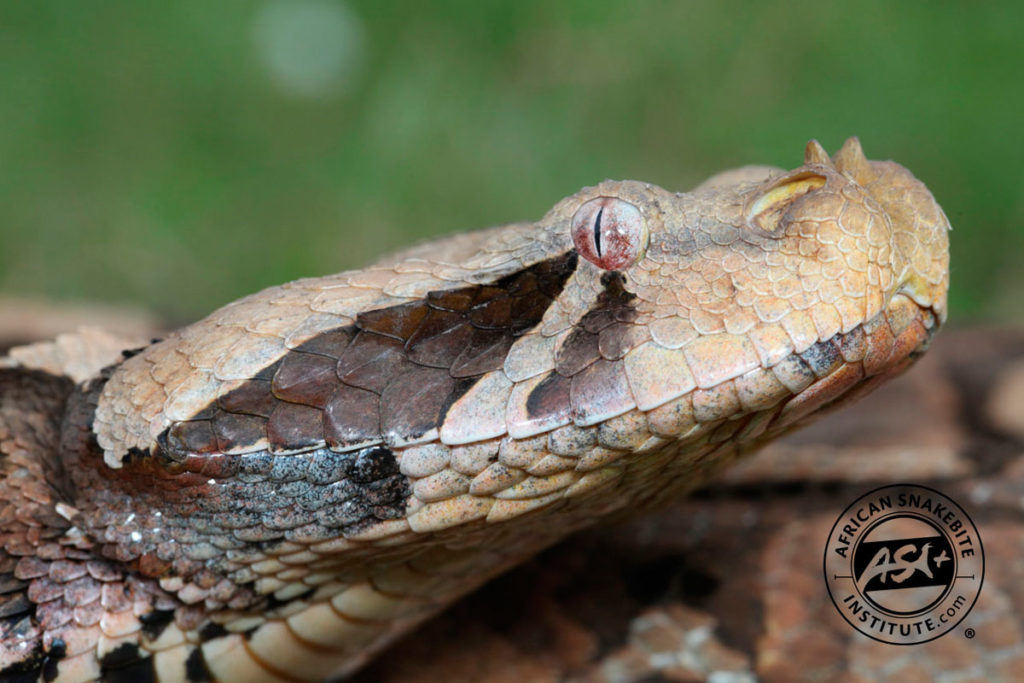 Gaboon Adder - African Snakebite Institute