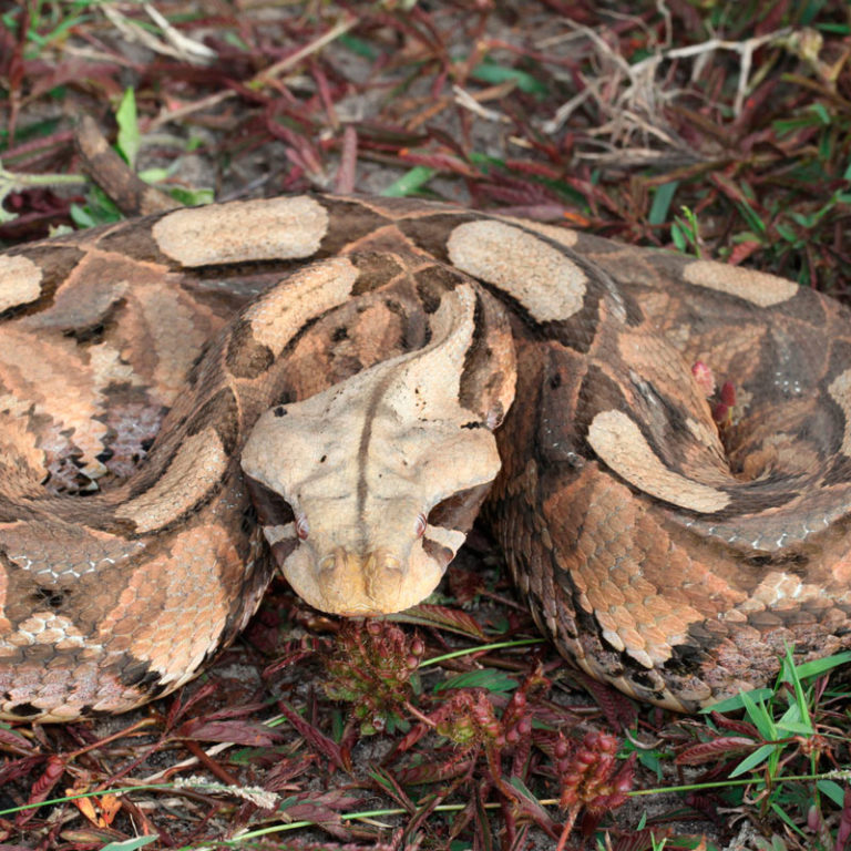 Gaboon Adder - African Snakebite Institute