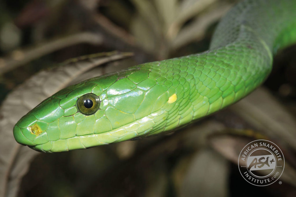 Eastern Green Mamba - Africa - African Snakebite Institute