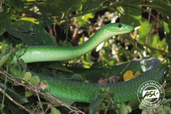 Green Mamba - African Snakebite Institute
