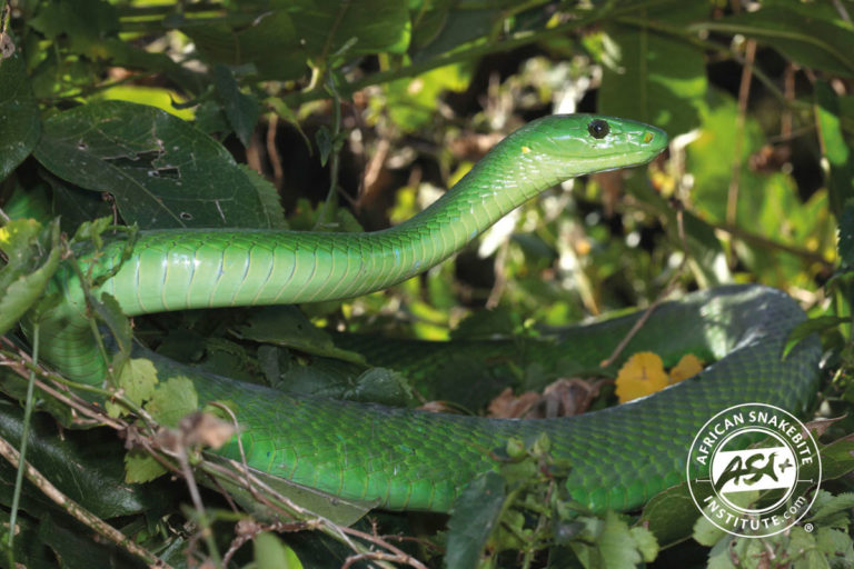 Eastern Green Mamba - African Snakebite Institute