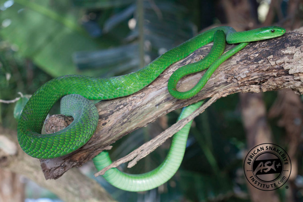 Green Mamba - African Snakebite Institute