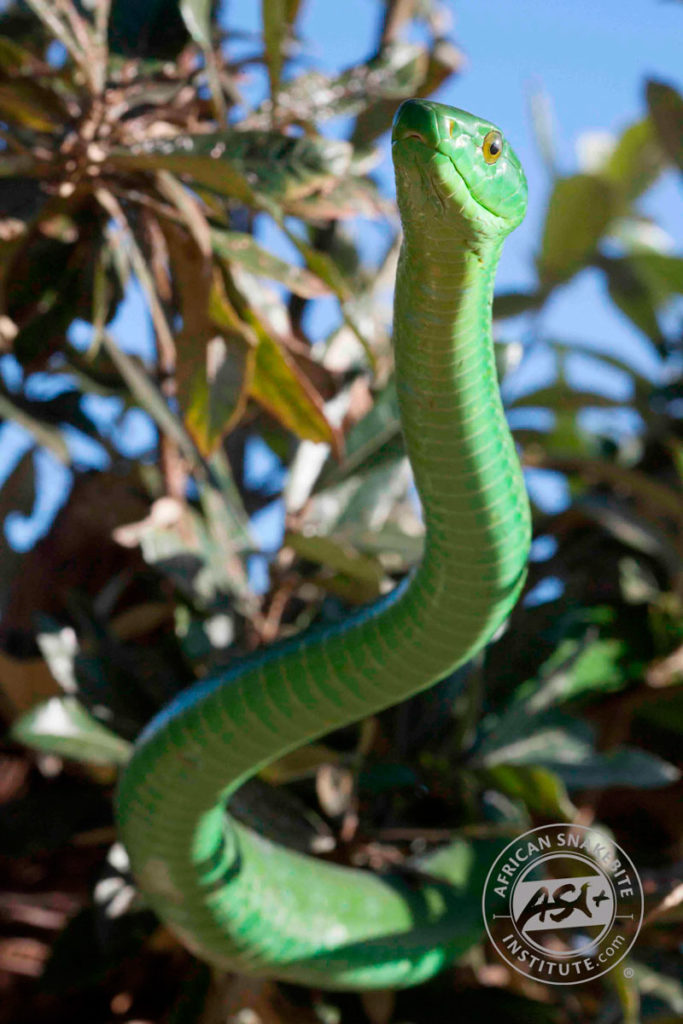 Green Mamba - African Snakebite Institute