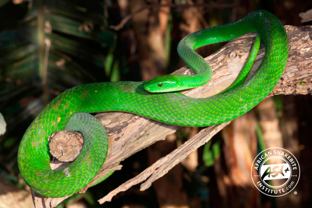 Eastern Green Mamba - African Snakebite Institute