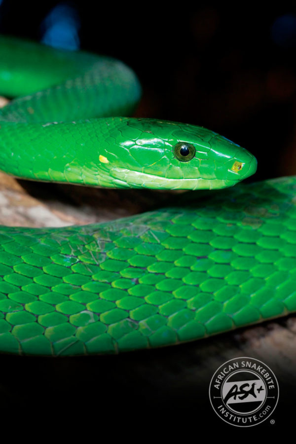Green Mamba - African Snakebite Institute