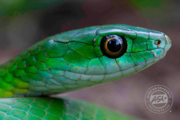 Green Water Snake - African Snakebite Institute
