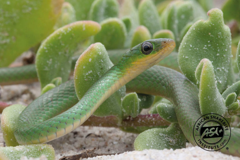 Green Water Snake - African Snakebite Institute