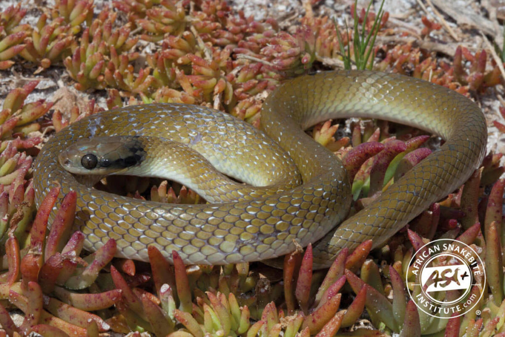 Herald or Red-lipped Snake - African Snakebite Institute