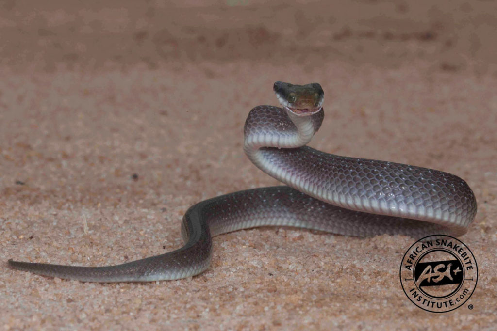 Herald or Red-lipped Snake - African Snakebite Institute