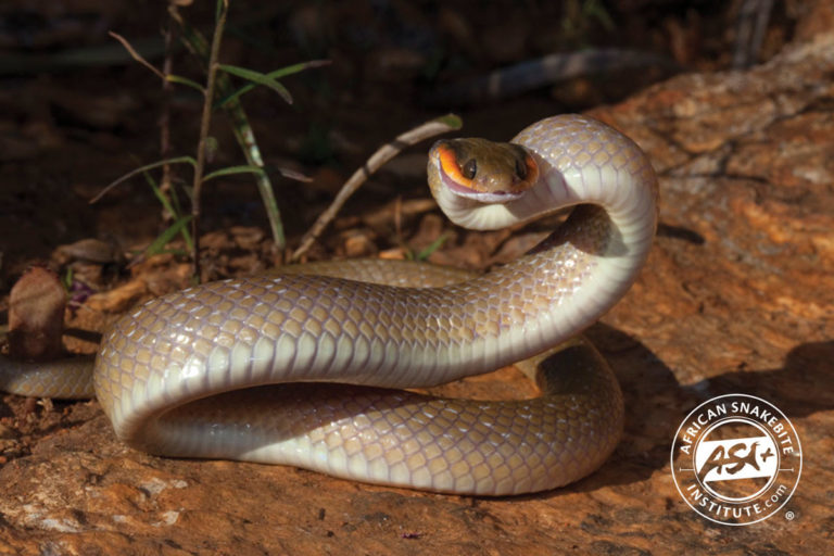 Herald or Red-lipped Snake - African Snakebite Institute