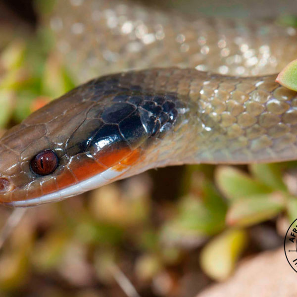 Snakes - African Snakebite Institute