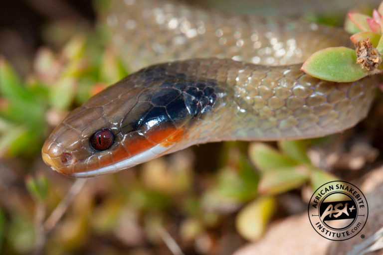 Herald Snake - African Snakebite Institute