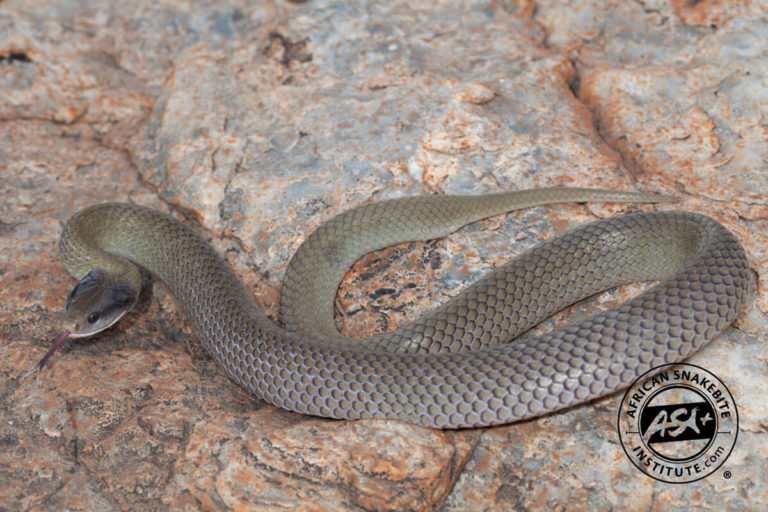 Herald or Red-lipped Snake - African Snakebite Institute