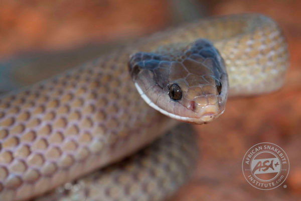 Herald or Red-lipped Snake - African Snakebite Institute