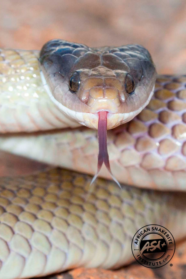 Herald or Red-lipped Snake - African Snakebite Institute