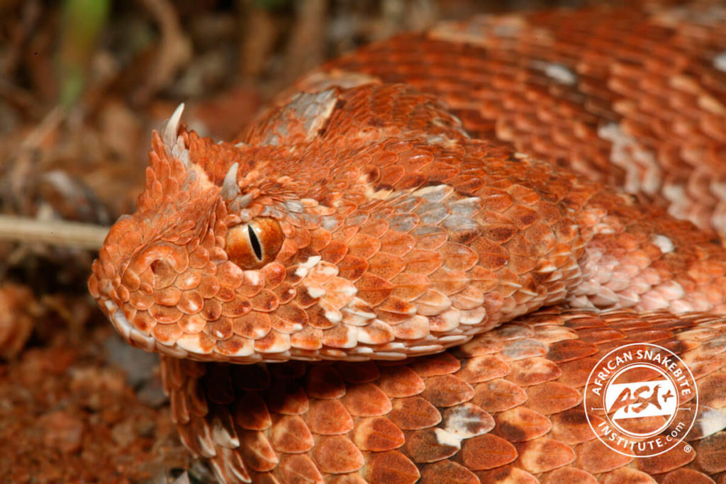Horned Adder - African Snakebite Institute
