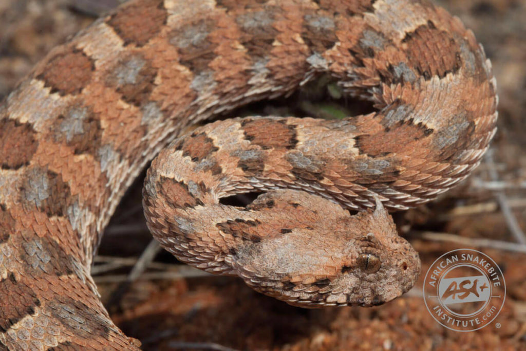 Horned Adder - African Snakebite Institute