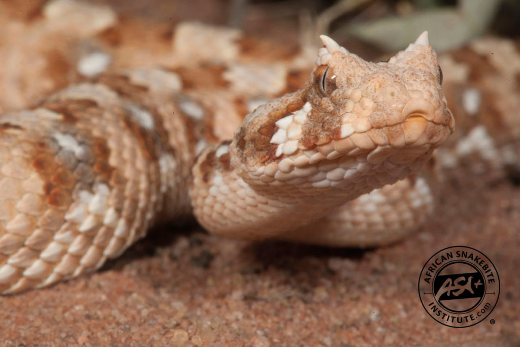 Horned Adder - African Snakebite Institute