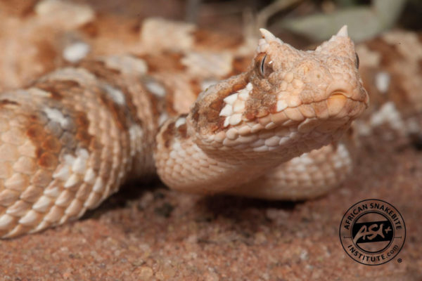 Horned Adder - African Snakebite Institute