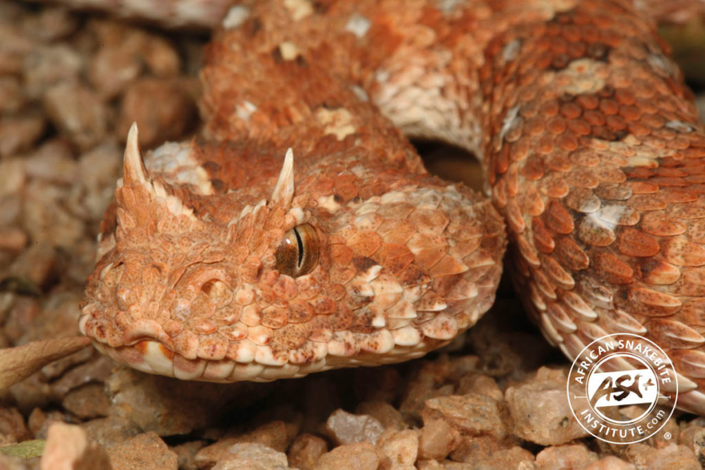 Horned Adder - African Snakebite Institute