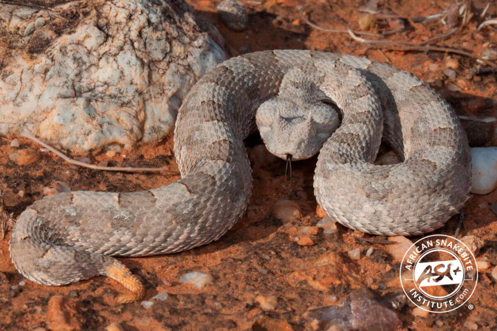 Horned Adder - African Snakebite Institute