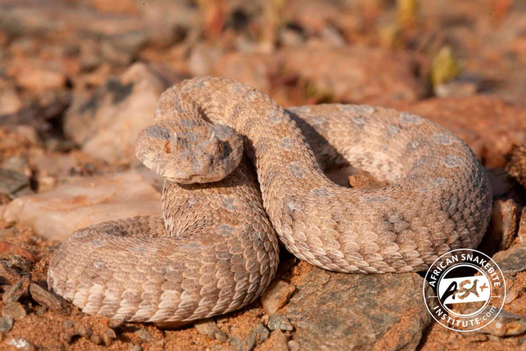 Horned Adder - African Snakebite Institute