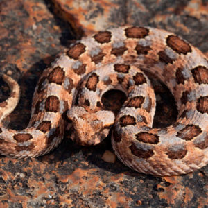 Horned Adder - African Snakebite Institute
