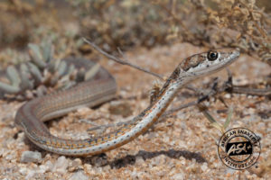 Karoo Sand Snake - African Snakebite Institute