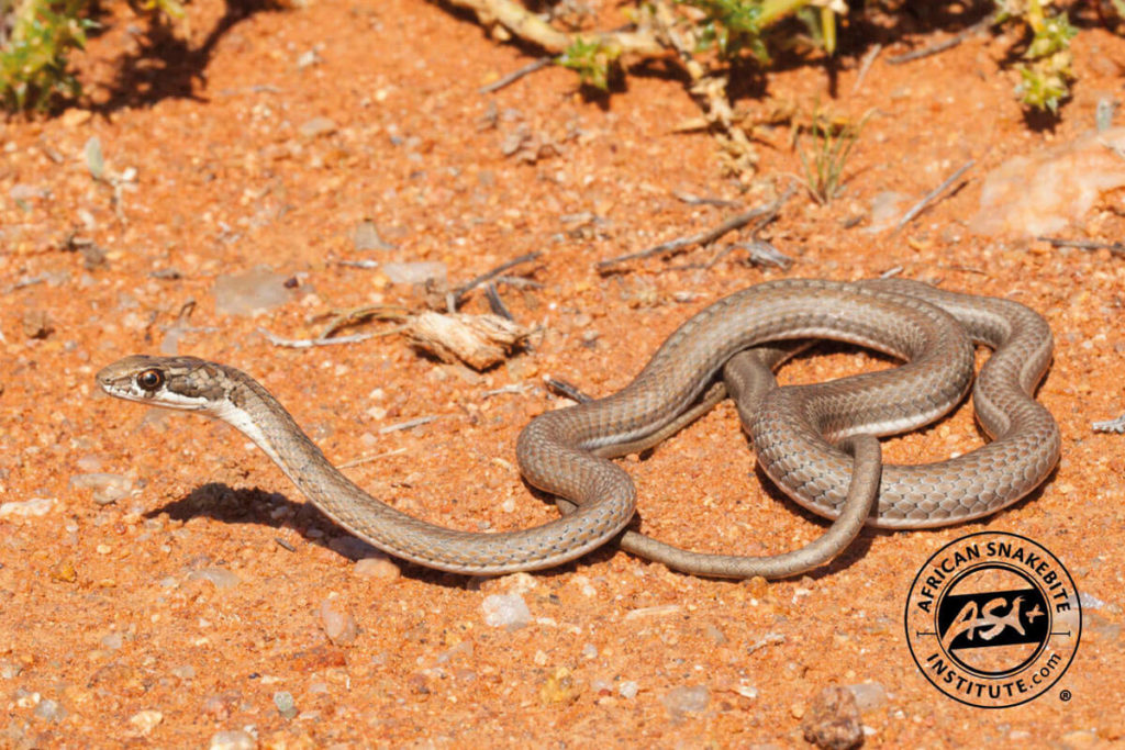Karoo Sand Snake - African Snakebite Institute