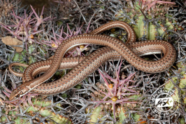 Karoo Sand Snake - African Snakebite Institute