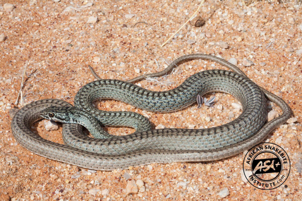 Karoo Sand Snake - African Snakebite Institute