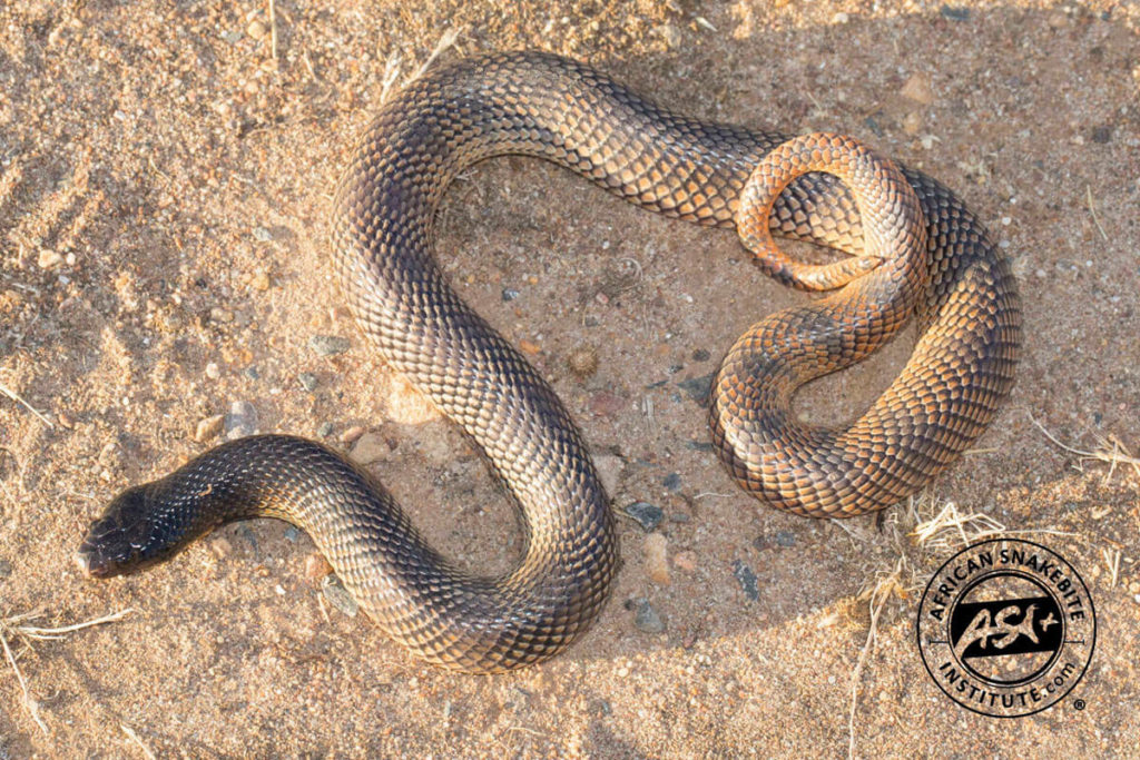 Kunene Coral Snake - African Snakebite Institute