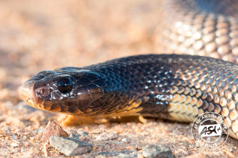 Kunene Coral Snake - African Snakebite Institute