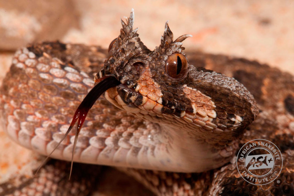 Many-horned Adder - African Snakebite Institute