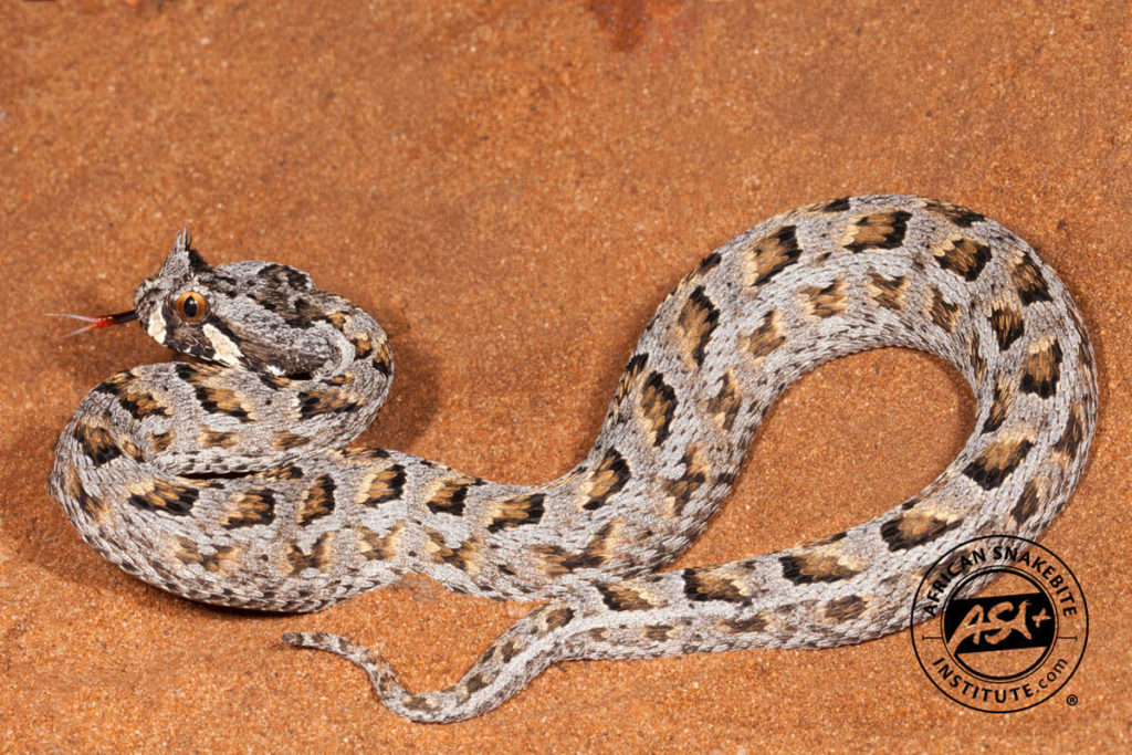 Many-horned Adder - African Snakebite Institute