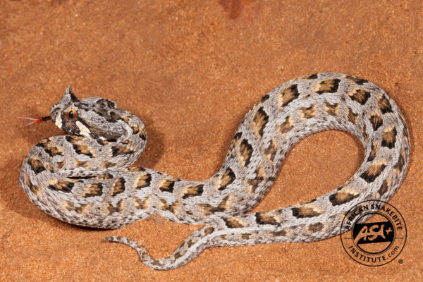 Many-horned Adder - African Snakebite Institute
