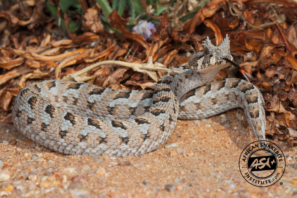 Many-horned Adder - African Snakebite Institute