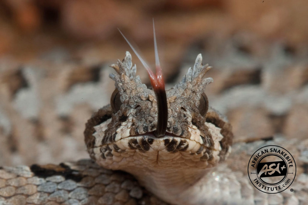 Many-horned Adder - African Snakebite Institute