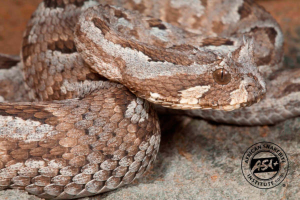 Many-horned Adder - African Snakebite Institute