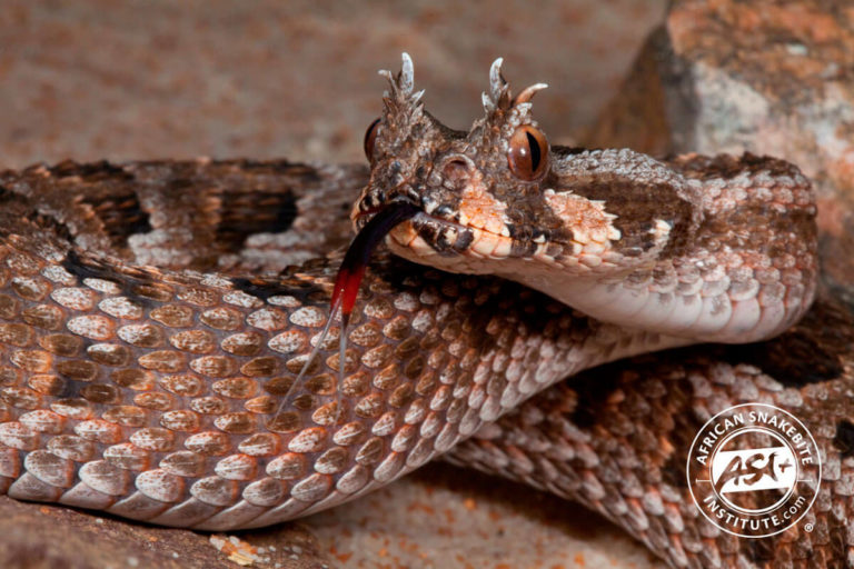 Many-horned Adder - African Snakebite Institute