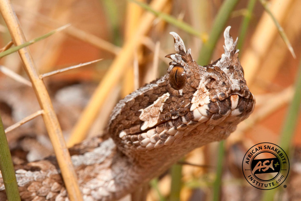 Many-horned Adder - African Snakebite Institute