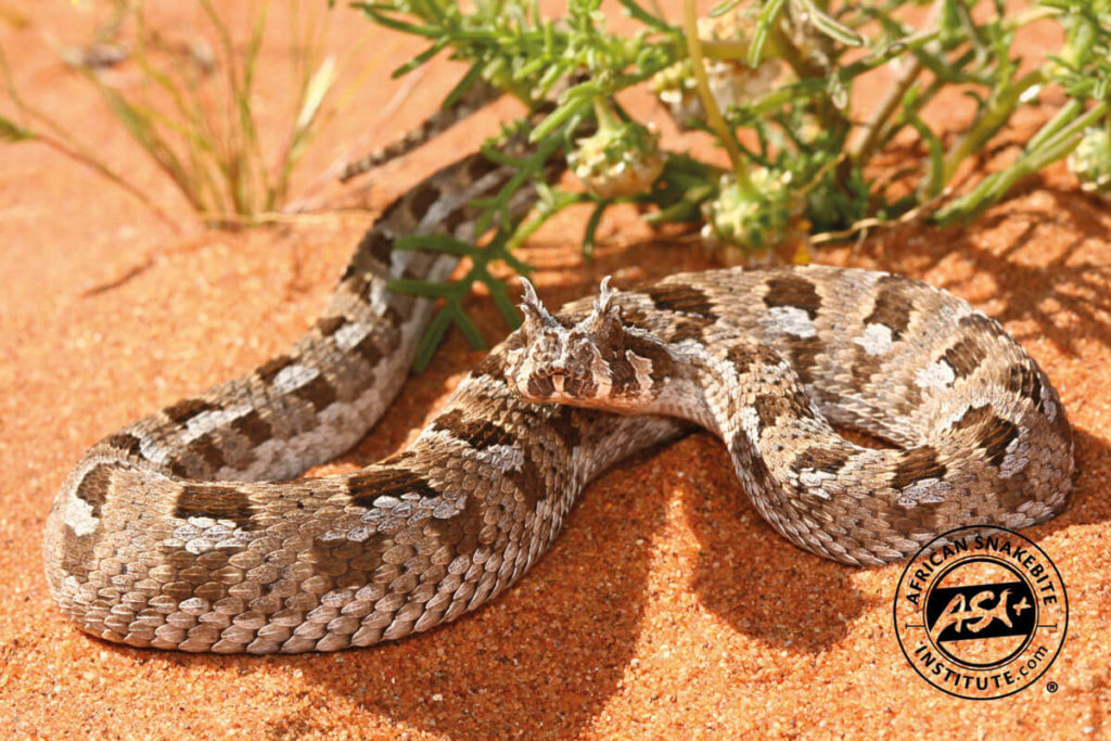 Many-horned Adder - African Snakebite Institute